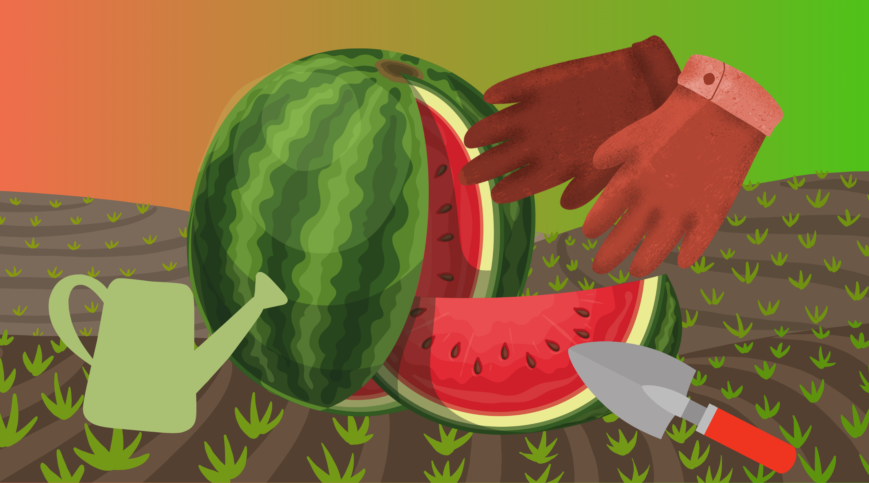 Why Square Watermelons?