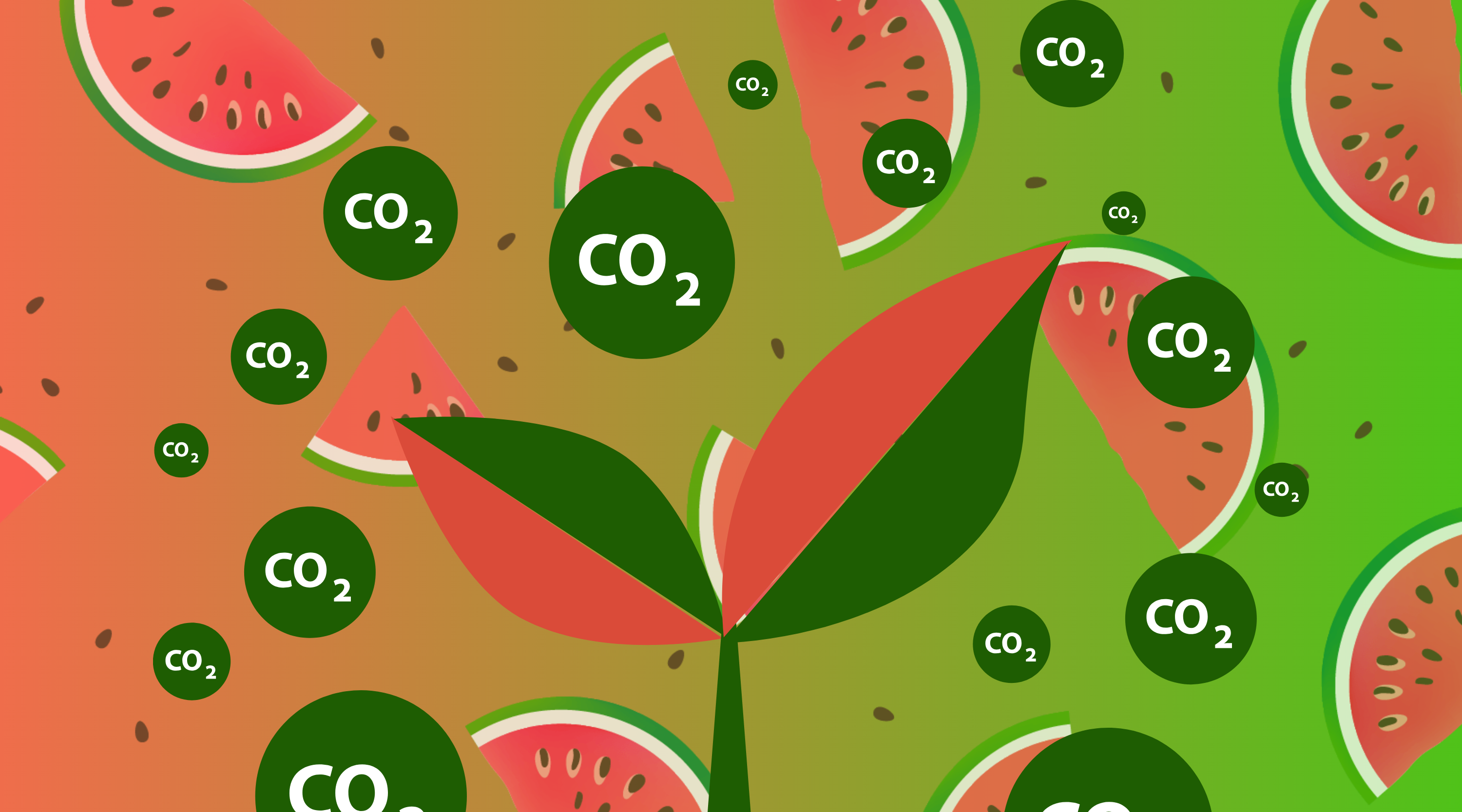 What Is The Carbon Footprint Of Watermelon?